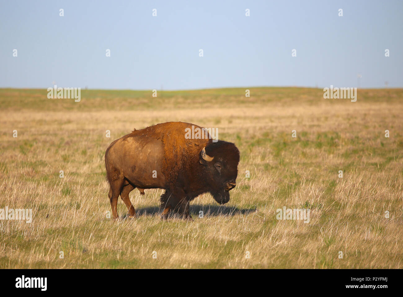 American Bison buffalo on the great plains Stock Photo - Alamy