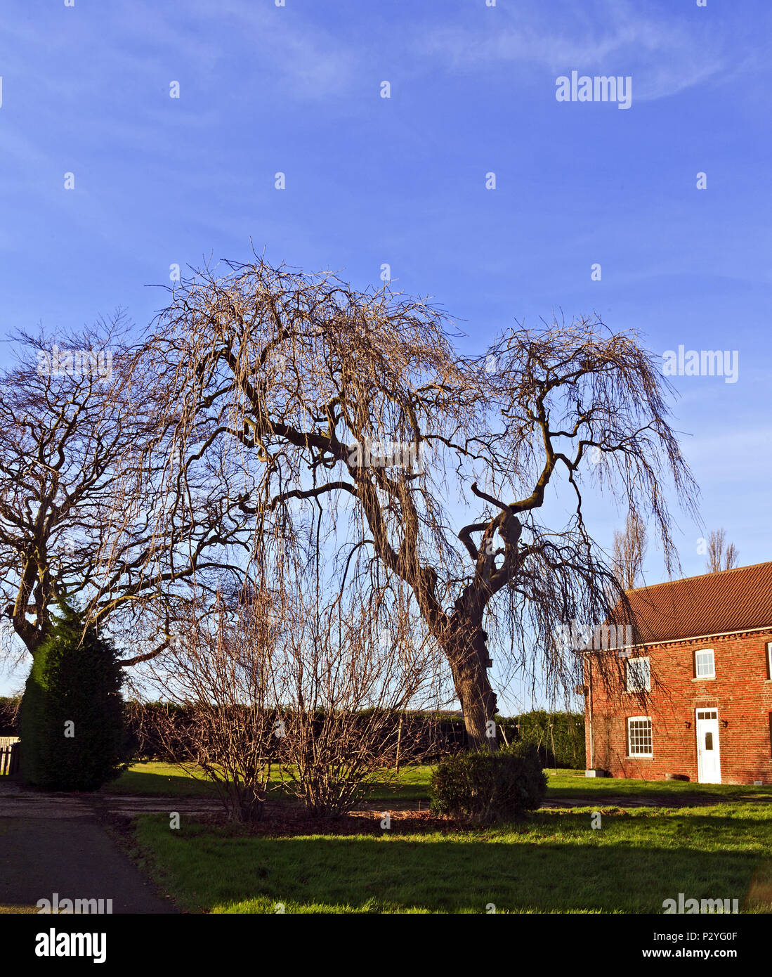 Weeping Beech Tree on Grange Farm Stock Photo - Alamy