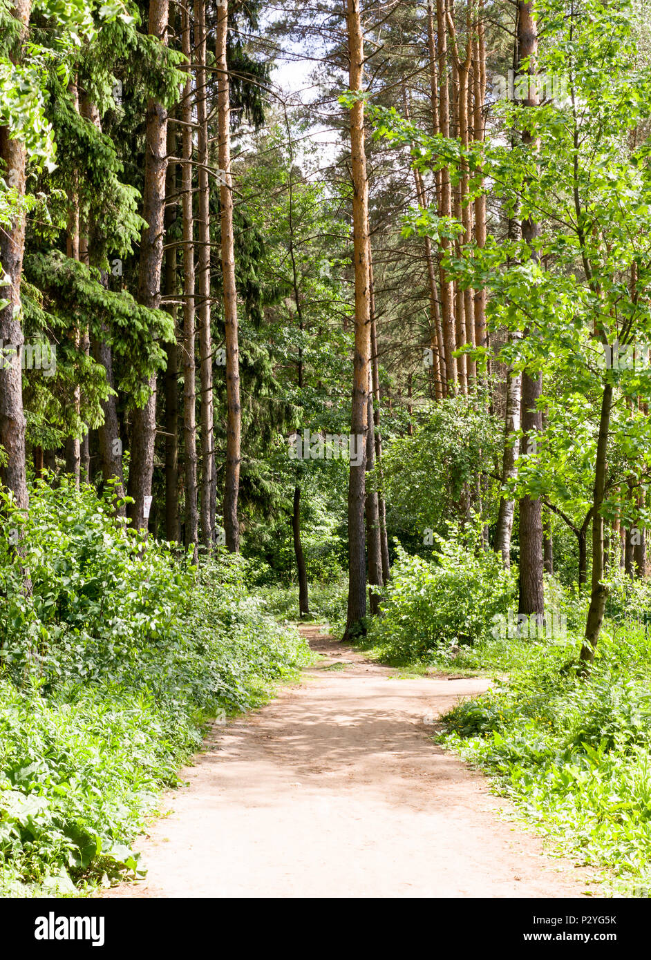 Path sunny summer forest nature hi-res stock photography and images - Alamy