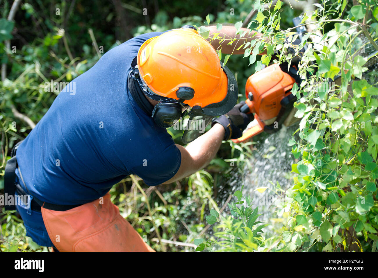 Fireman Michael El-Hasan uses a chainsaw to cut down extreme growth ...