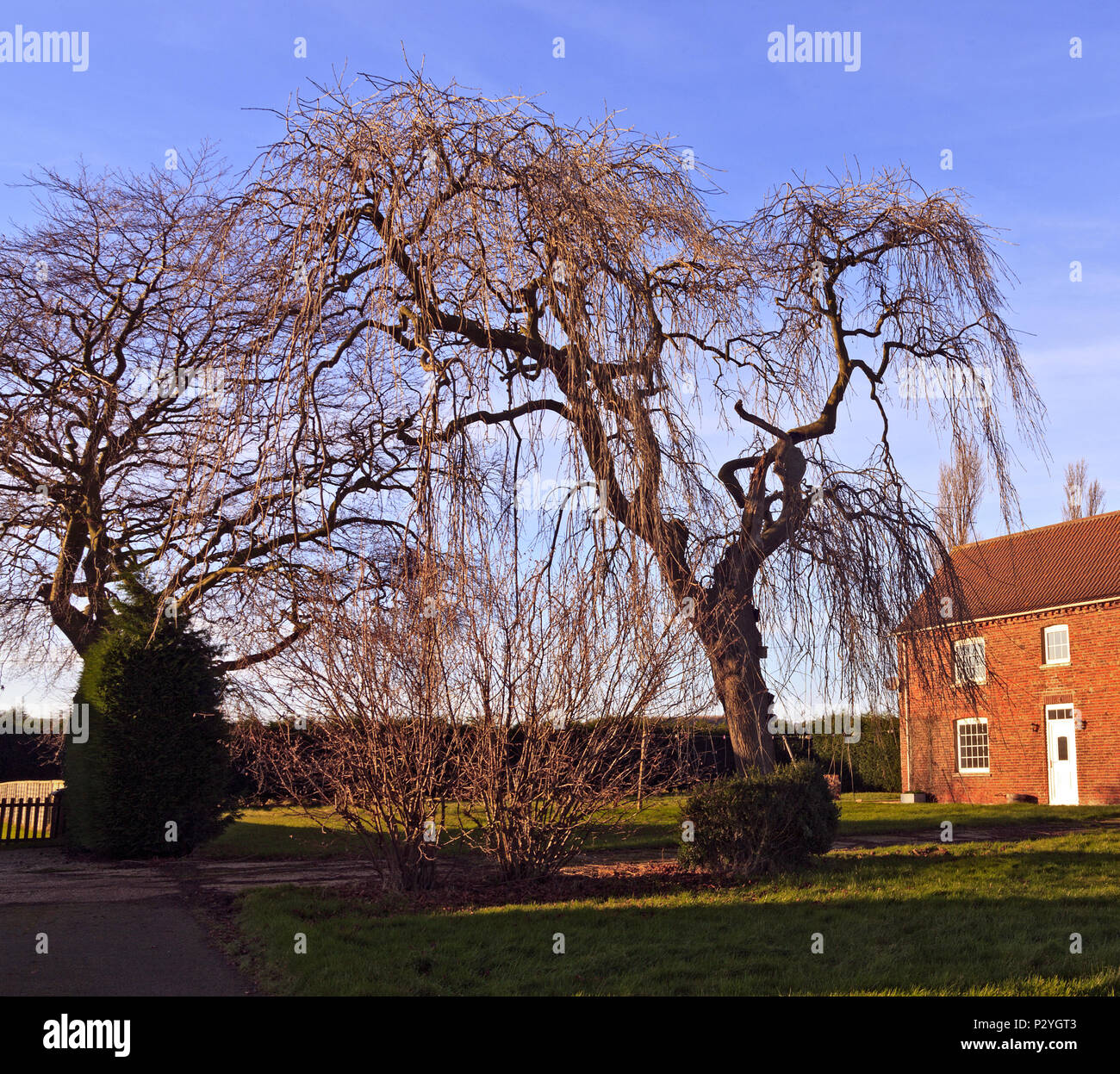 Weeping Beech Tree High Resolution Stock Photography and Images - Alamy