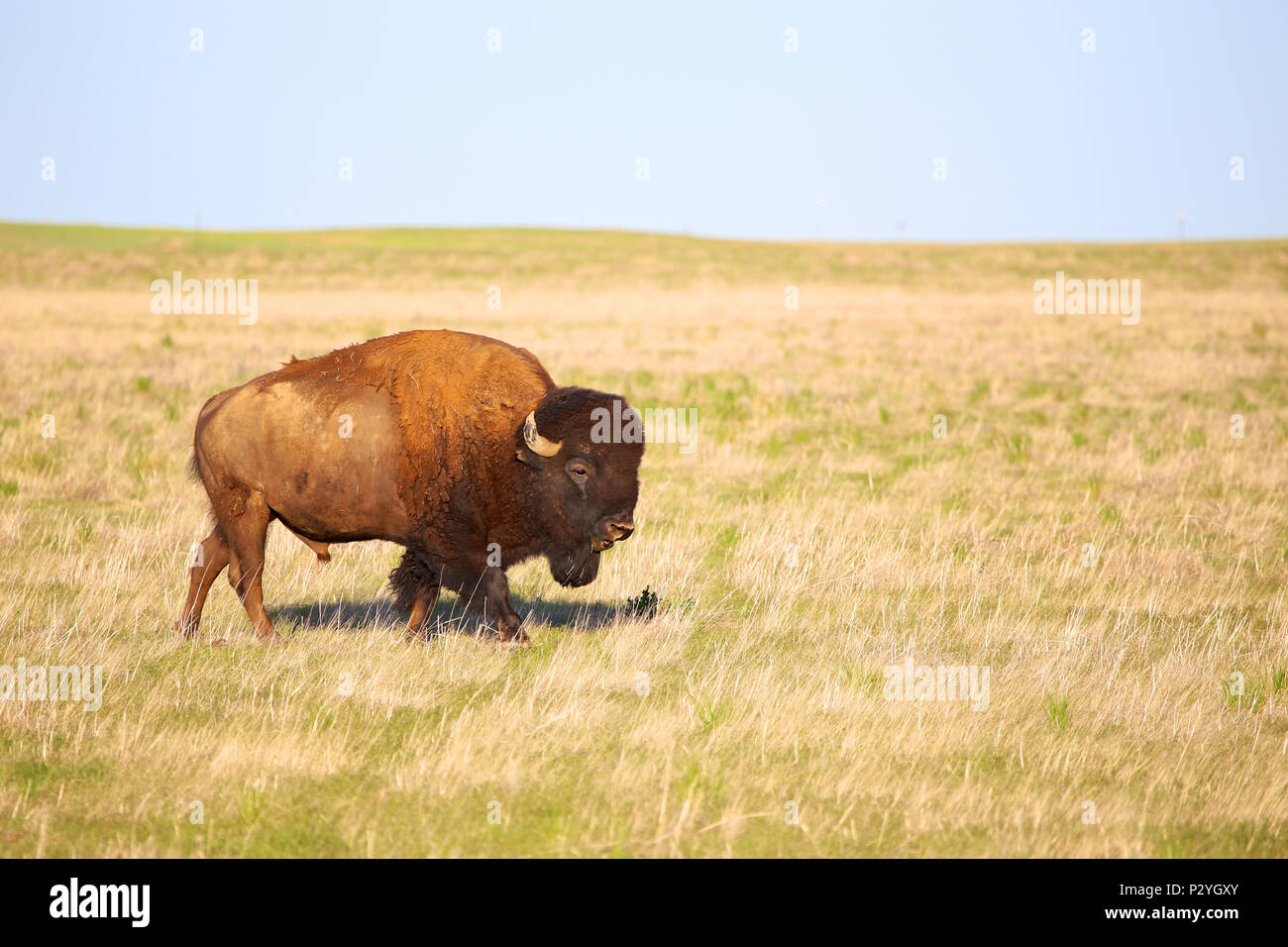 American bison buffalo hi-res stock photography and images - Alamy