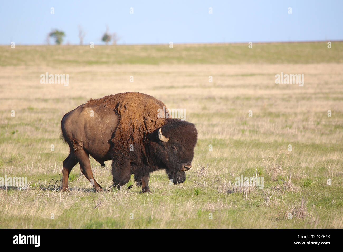American Bison buffalo on the great plains Stock Photo - Alamy