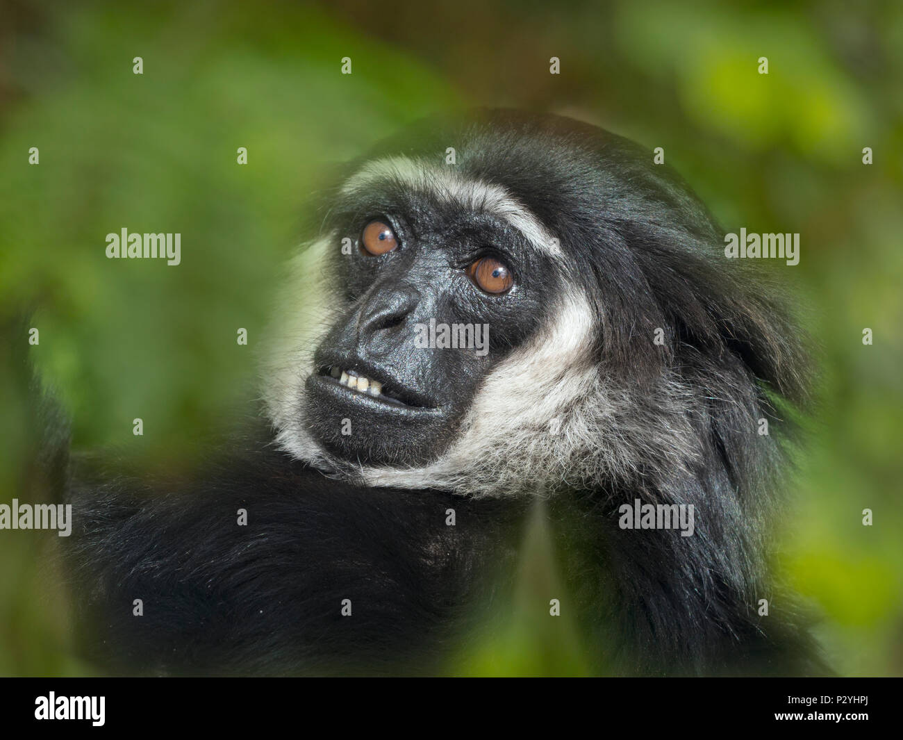 The Agile gibbon Hylobates agilis portrait captive mammal Stock Photo ...