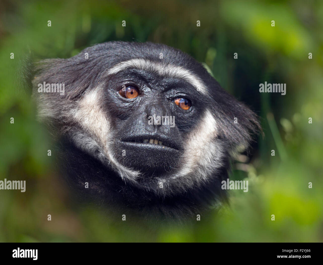 The Agile gibbon Hylobates agilis portrait captive mammal Stock Photo ...