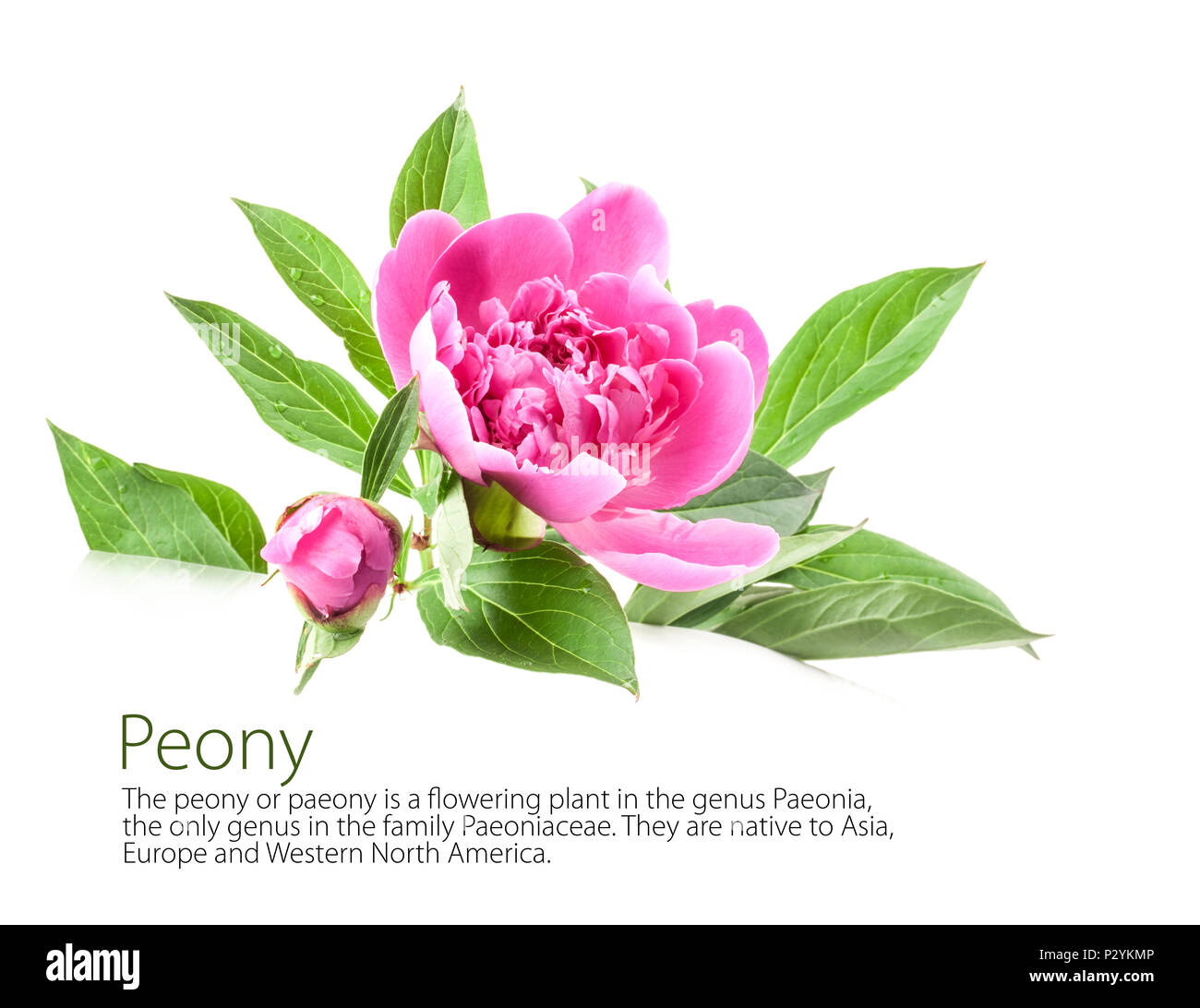 Peony wild flowers bouquet Cut Out Stock Images & Pictures - Alamy