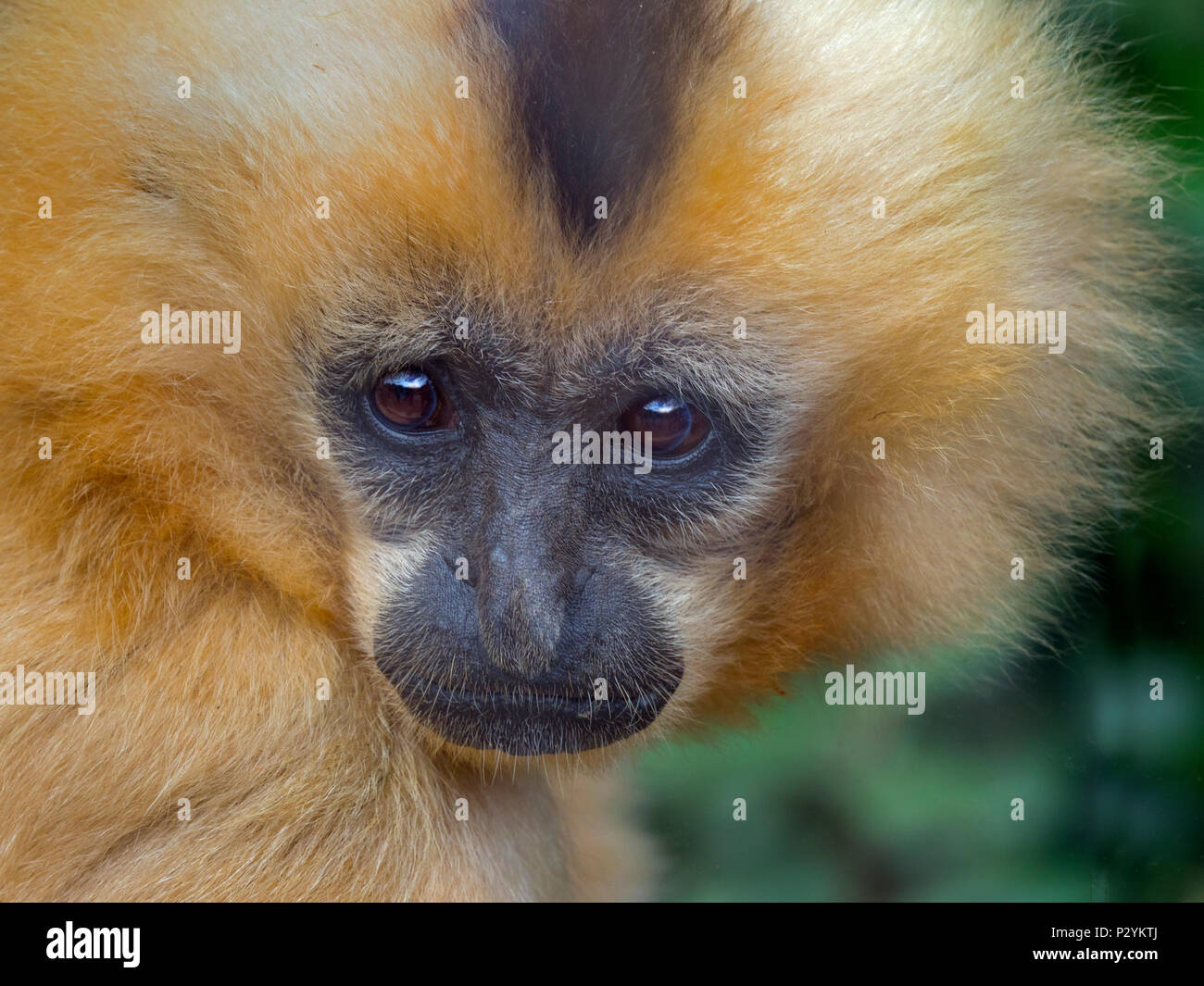 Primate face hi-res stock photography and images - Alamy