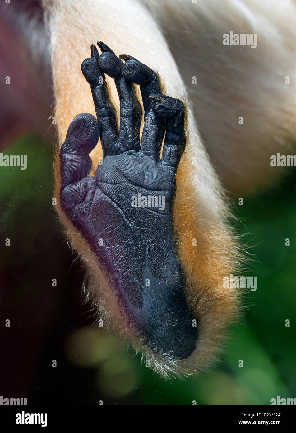 foot of female Yellow-cheeked gibbon Nomascus gabriellae portrait ...