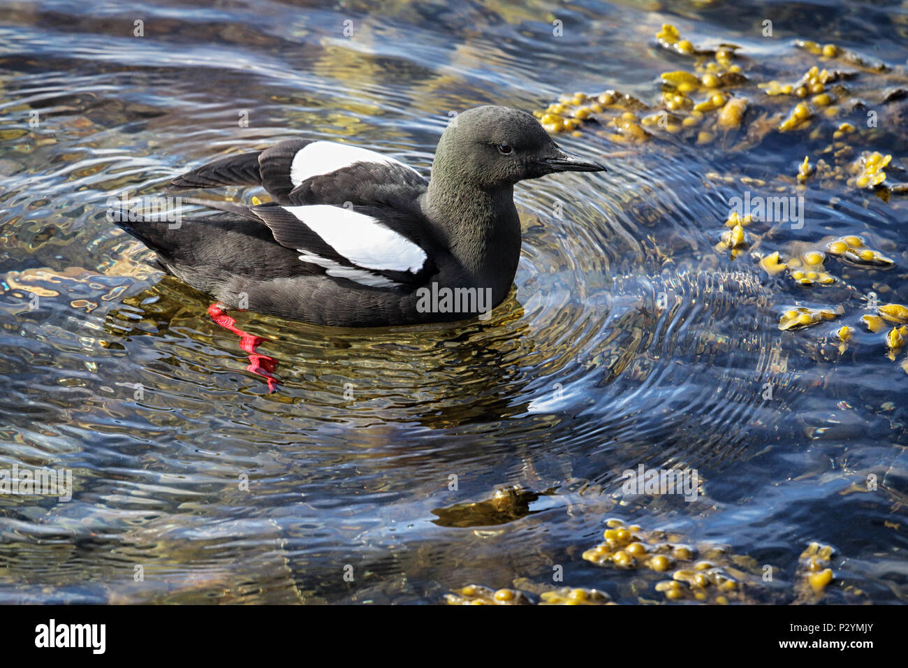 Black Guillemot (Cepphus grylle) on the sea at Oban, Scotland, Uk Stock ...
