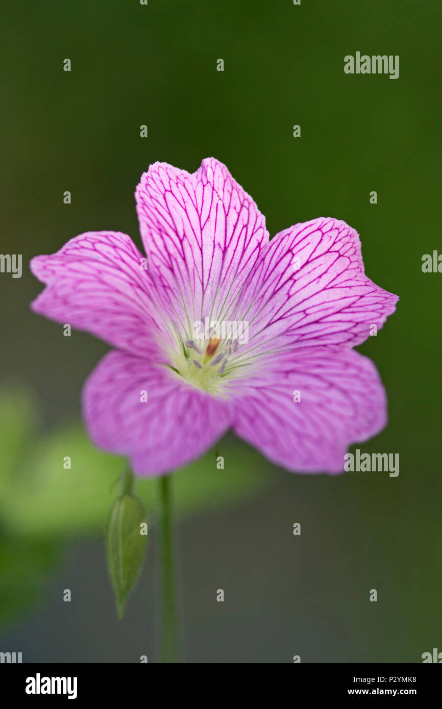 Geranium flower border hi-res stock photography and images - Alamy