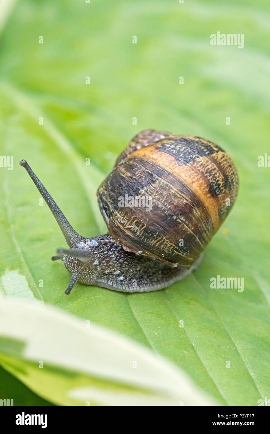 Cornu aspersum hi-res stock photography and images - Alamy