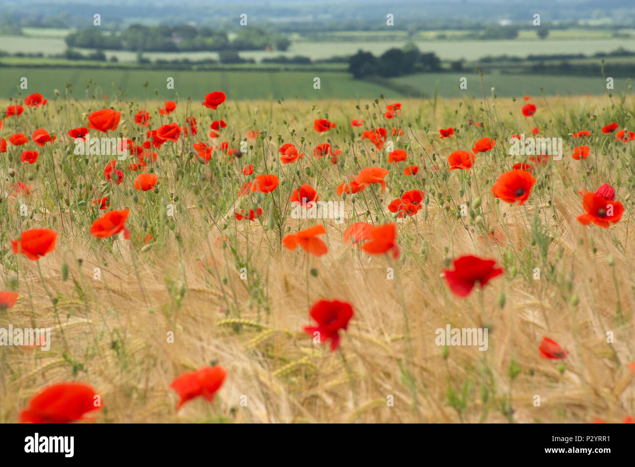 English farmland with border of wildflowers hi-res stock photography ...