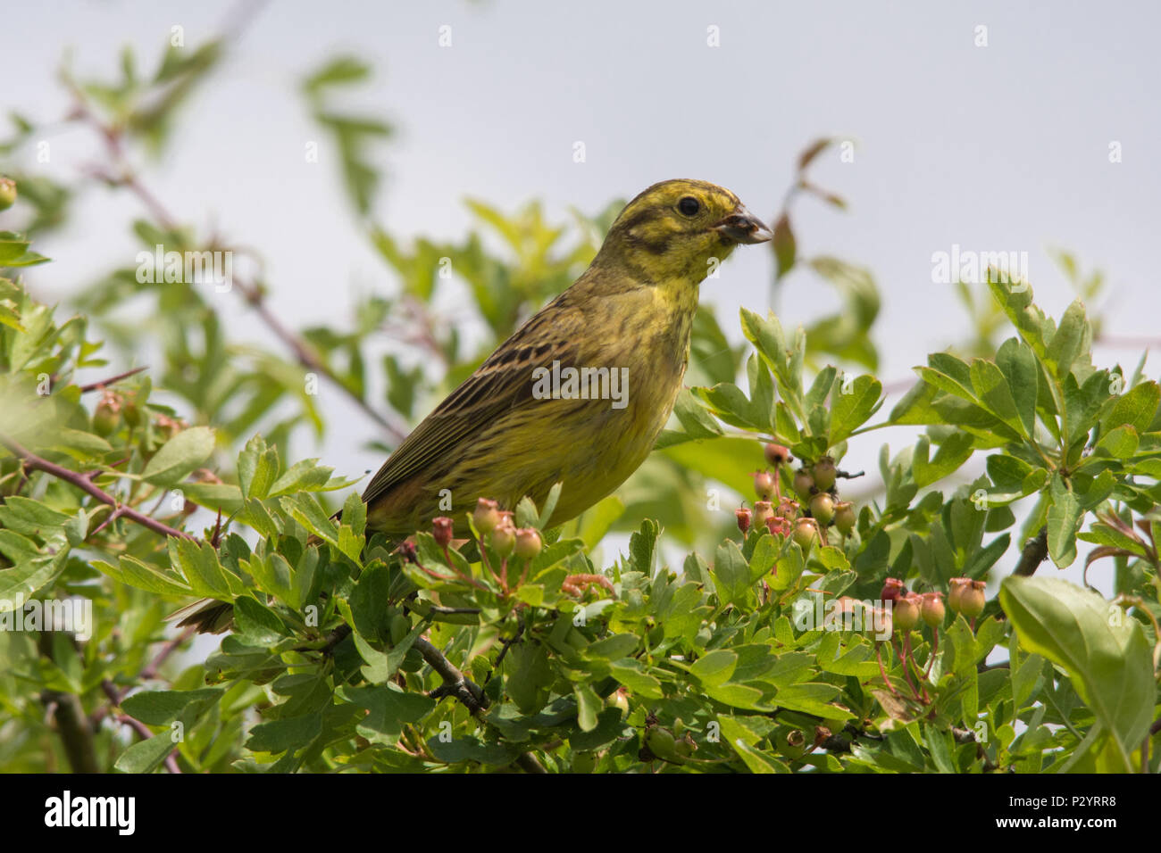 Female yellowhammer (Emberiza citronella) eating hawthorn berries Stock ...