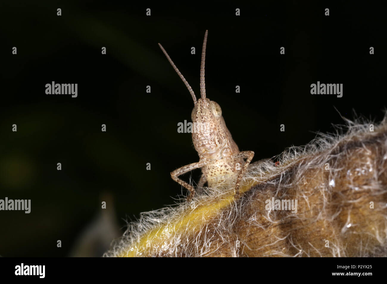 Berlin, Germany, Grasshopper Stock Photo - Alamy