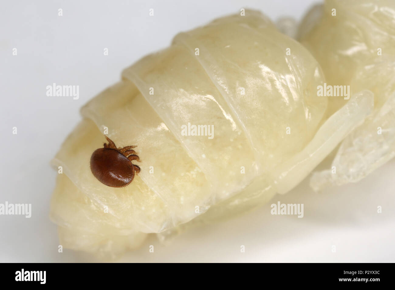 Berlin, Germany, Varroamilbe on a bee-larva Stock Photo - Alamy