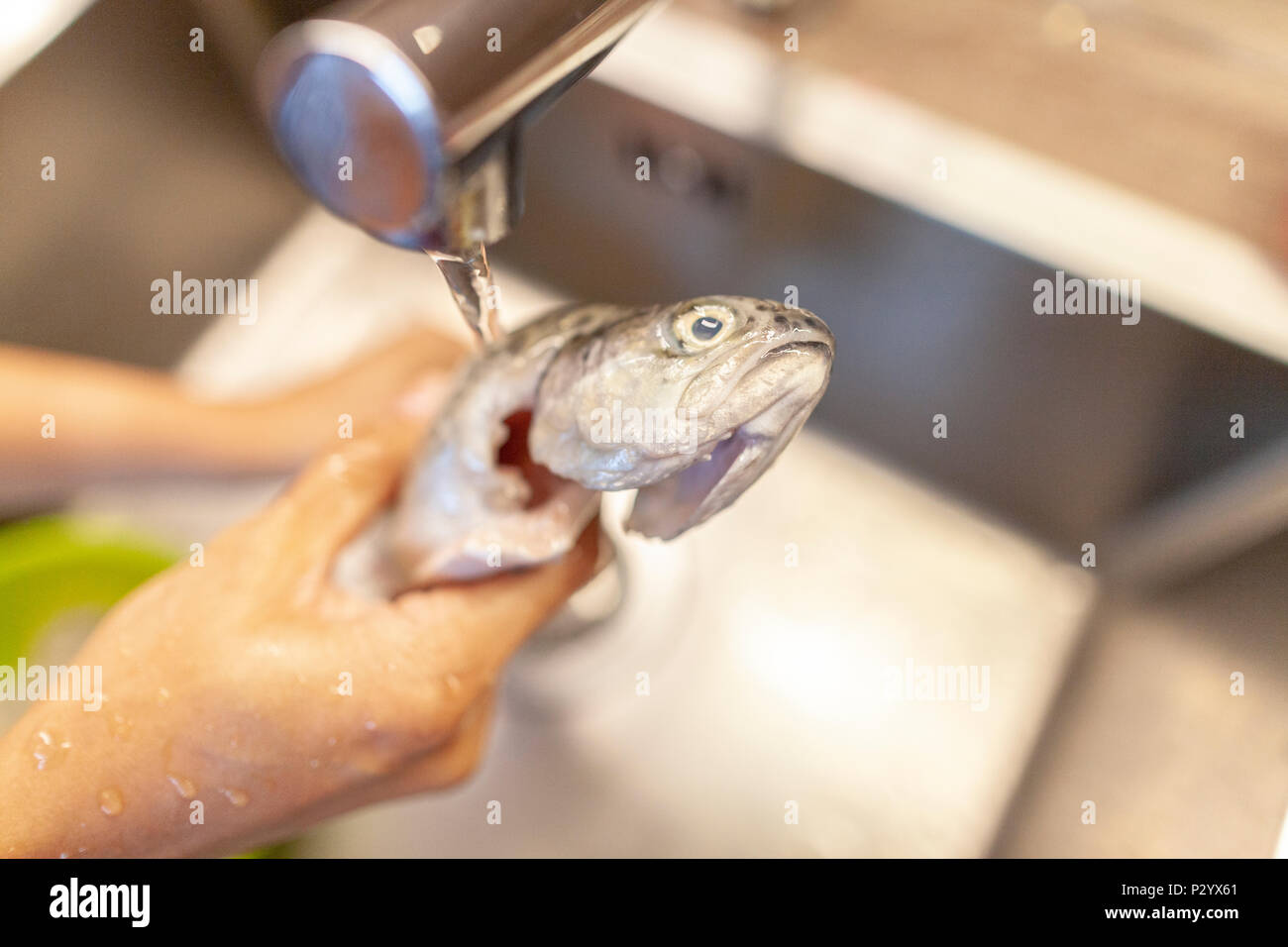 A human washes a fresh fish under water Stock Photo - Alamy