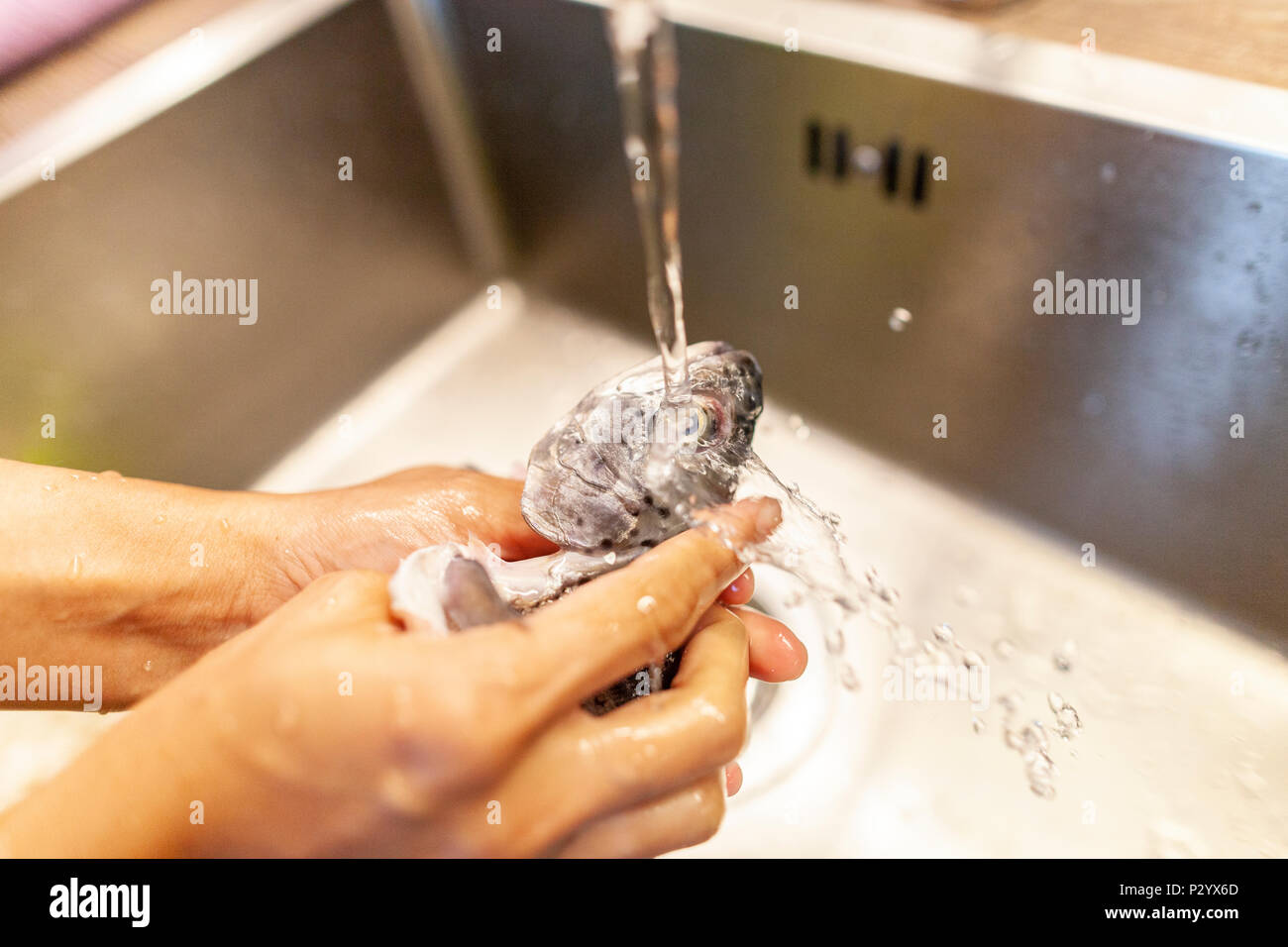 A human washes a fresh fish under water Stock Photo - Alamy