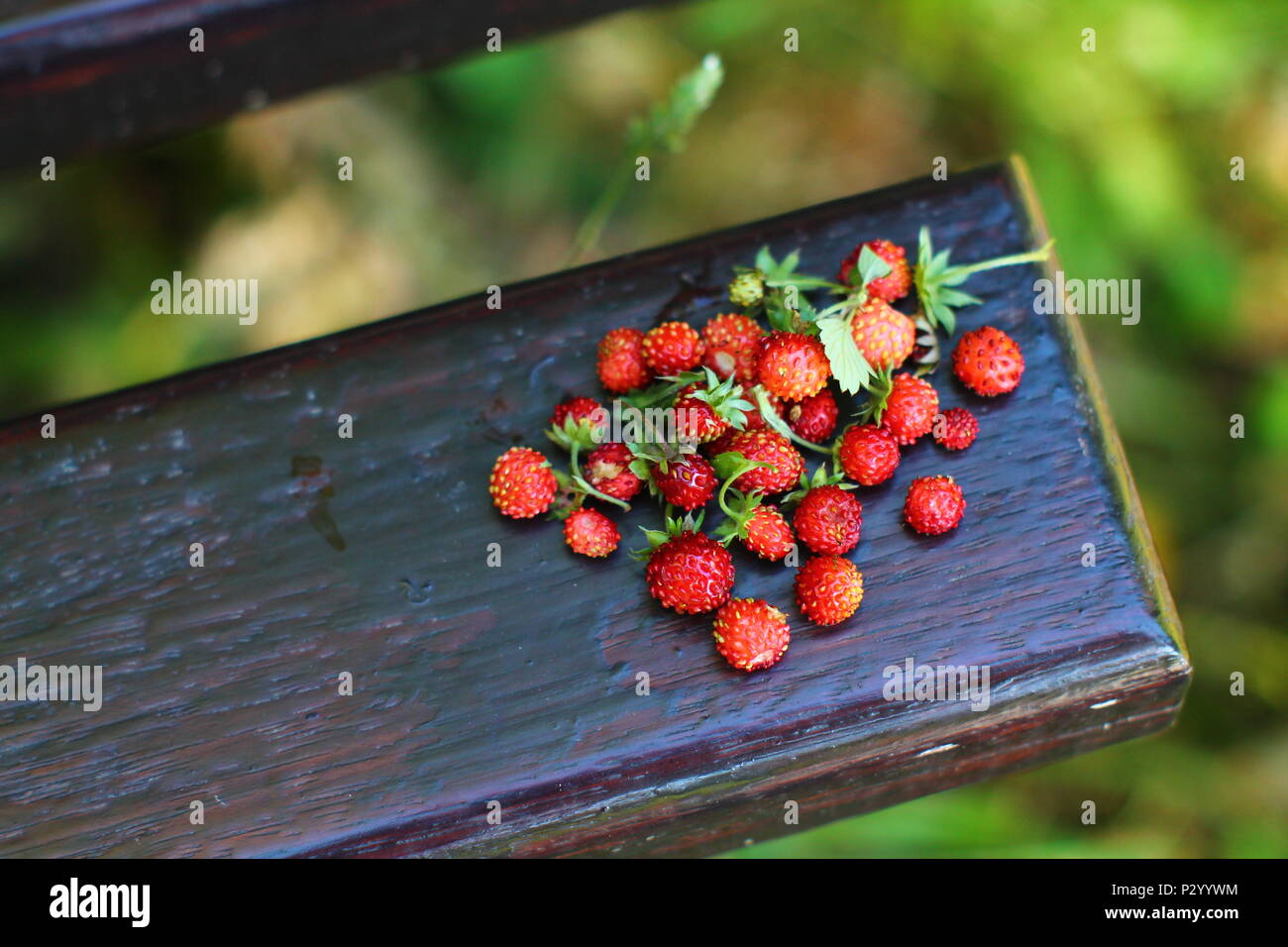 Wild strawberries hi-res stock photography and images - Alamy