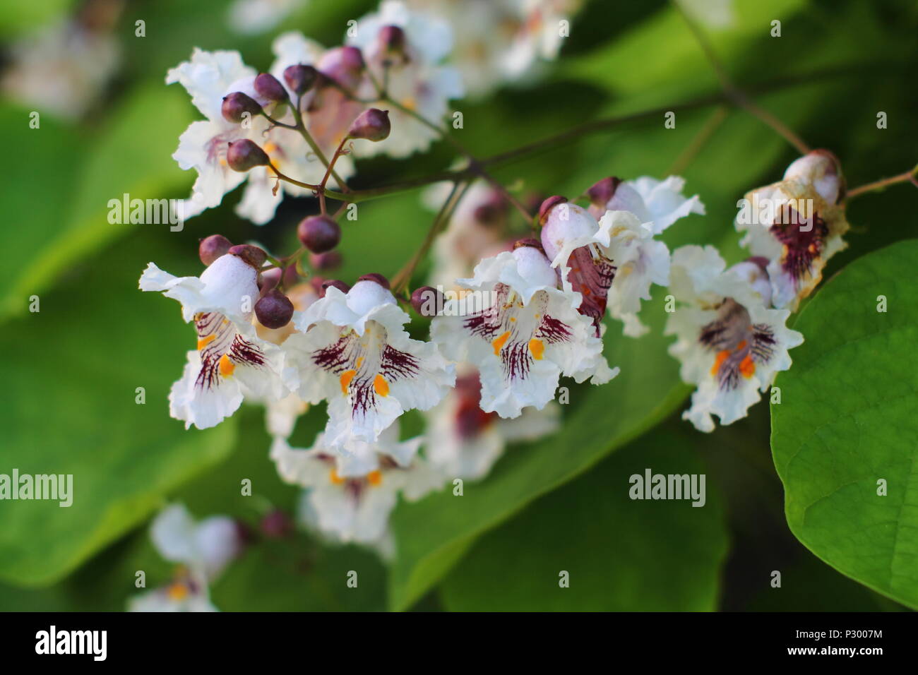 Princess tree hi-res stock photography and images - Alamy