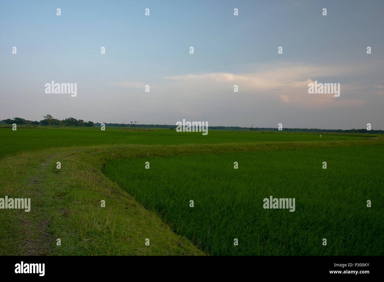 Agricultural land at Barhatta. Mohonganj, Netrokona, Bangladesh Stock ...