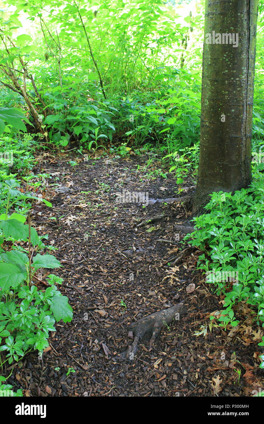 A quiet path leading into the woods Stock Photo - Alamy