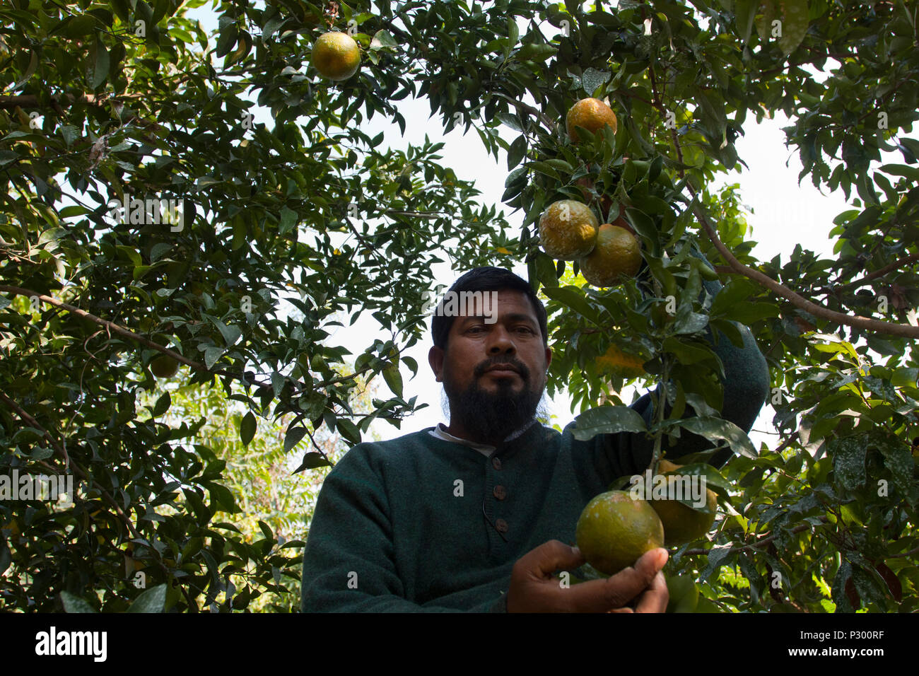 Bangladesh fruit man hi-res stock photography and images - Alamy