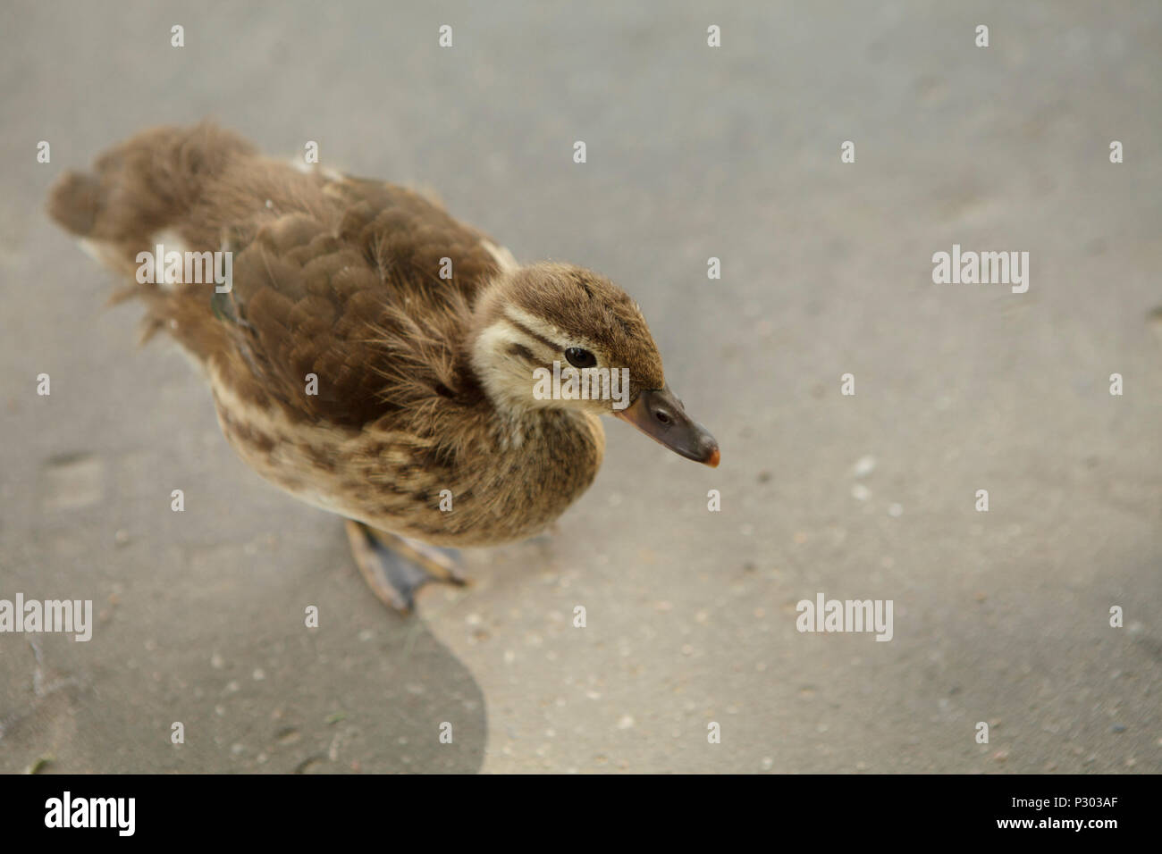 Small duck hi-res stock photography and images - Alamy