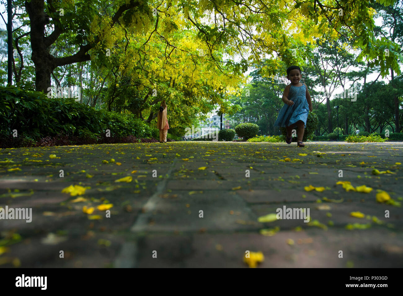 Golden tree cassia fistula flowering hi-res stock photography and ...