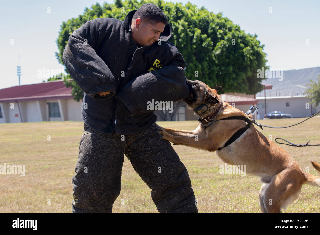 Uurzua, a military working dog, bites Cpl. Ramon Valencia, a military ...