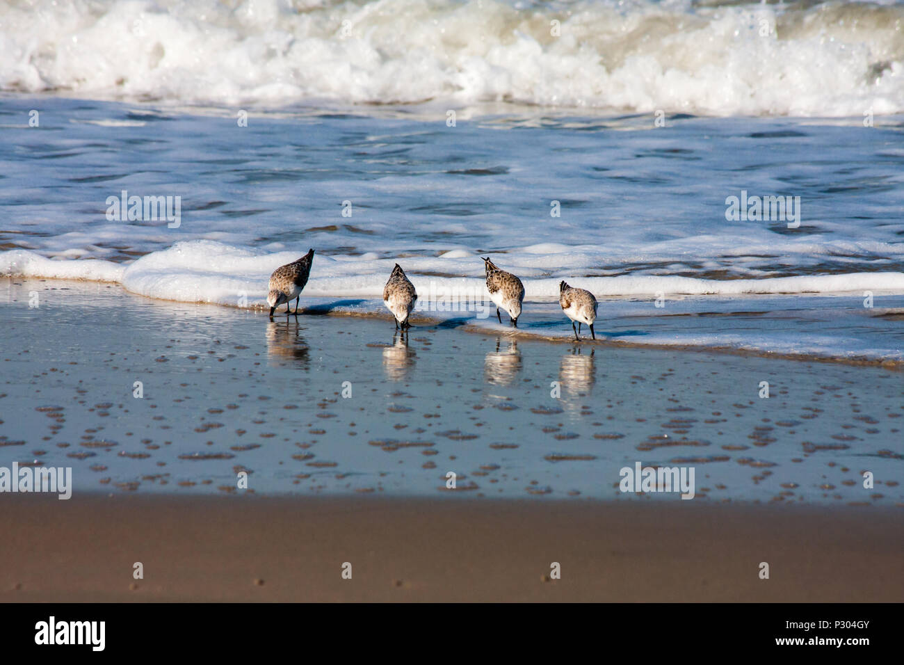 Energetic birds hi-res stock photography and images - Alamy