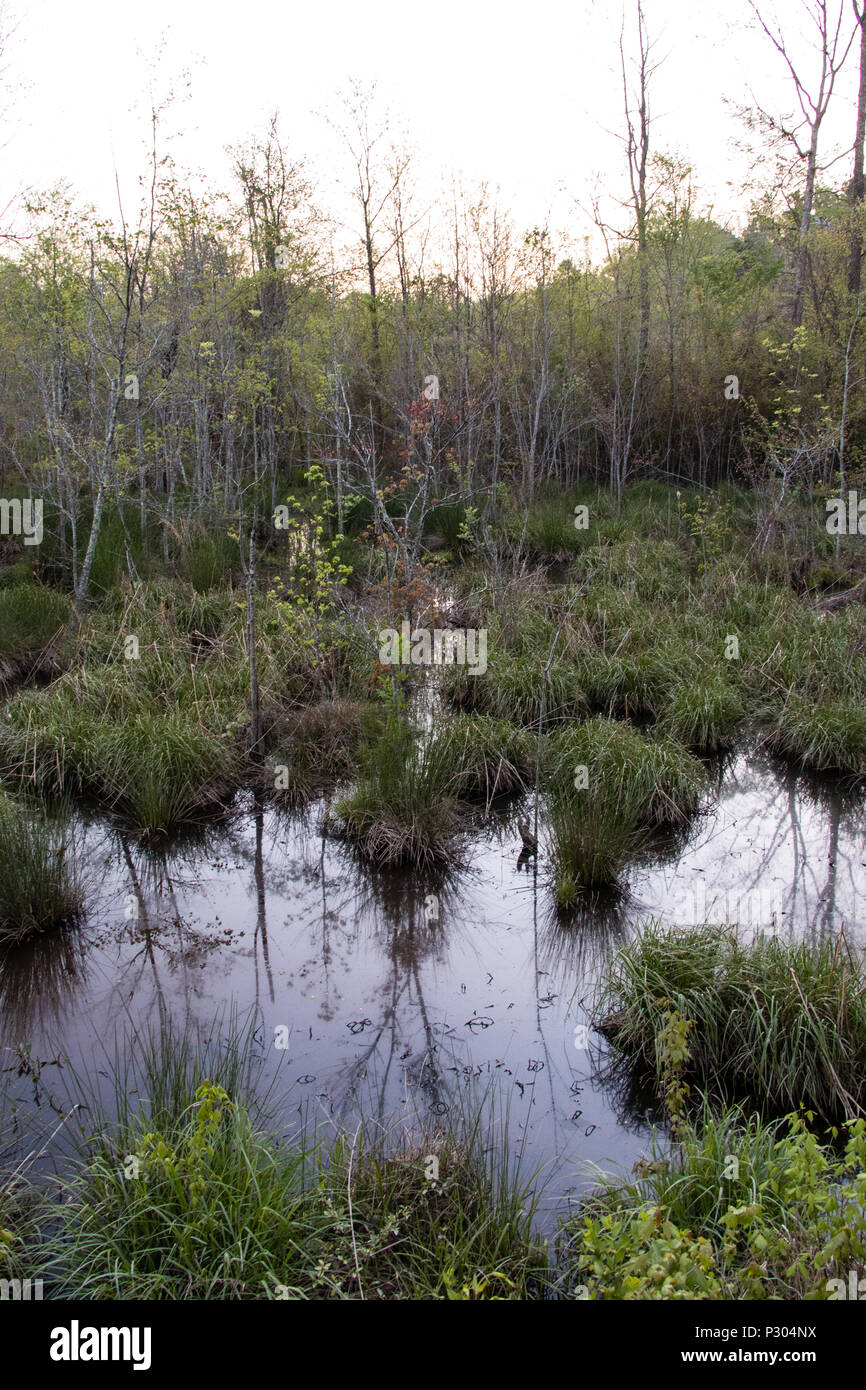North carolina swamp hi-res stock photography and images - Alamy