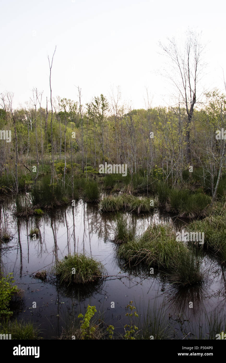 North carolina swamp hi-res stock photography and images - Alamy