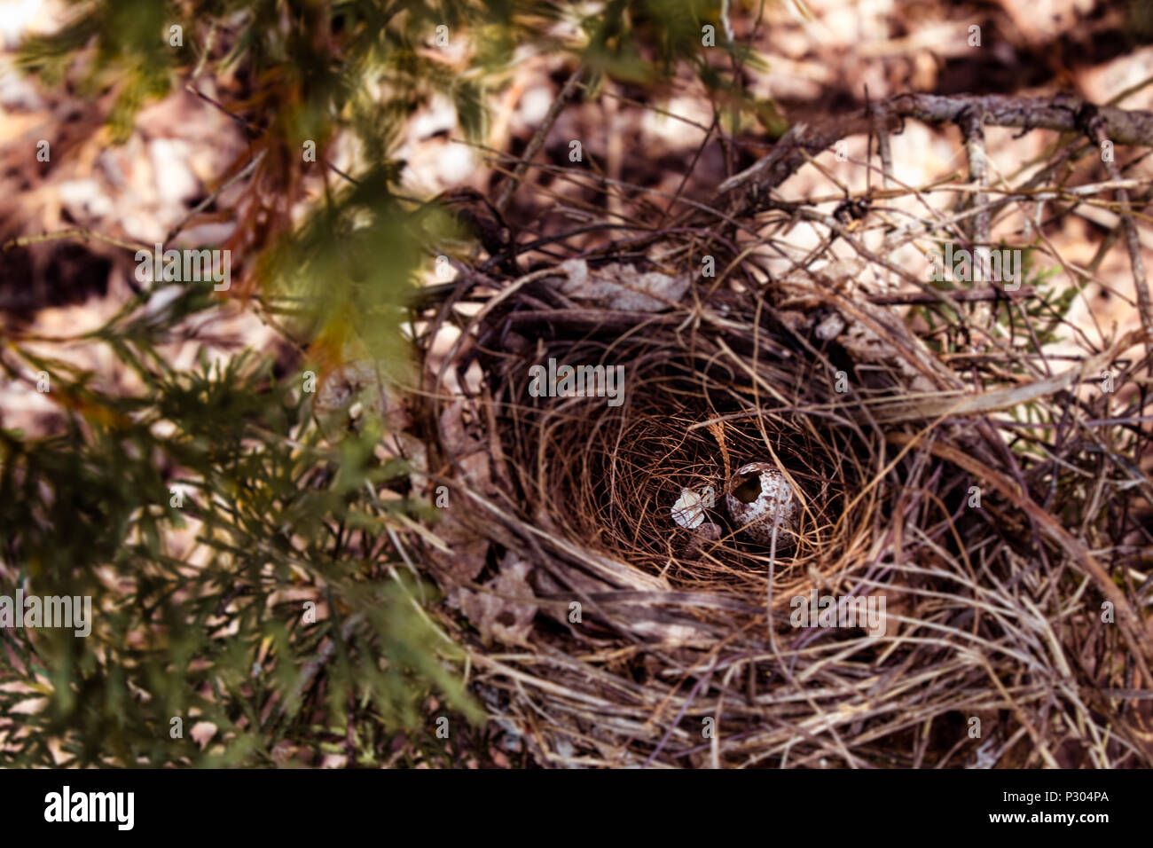Nest refugee hi-res stock photography and images - Alamy