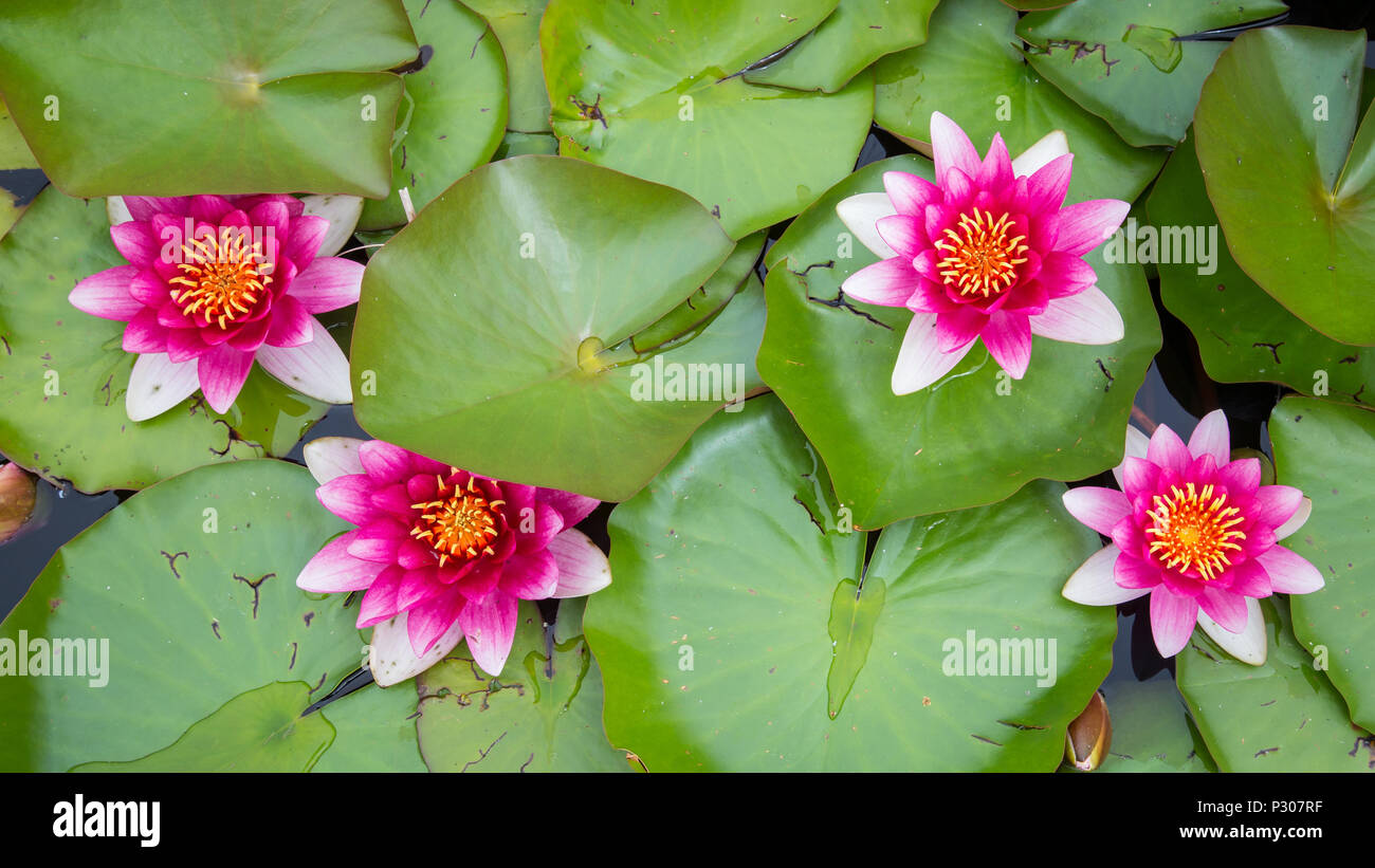Pink yellow water lily Stock Photo - Alamy