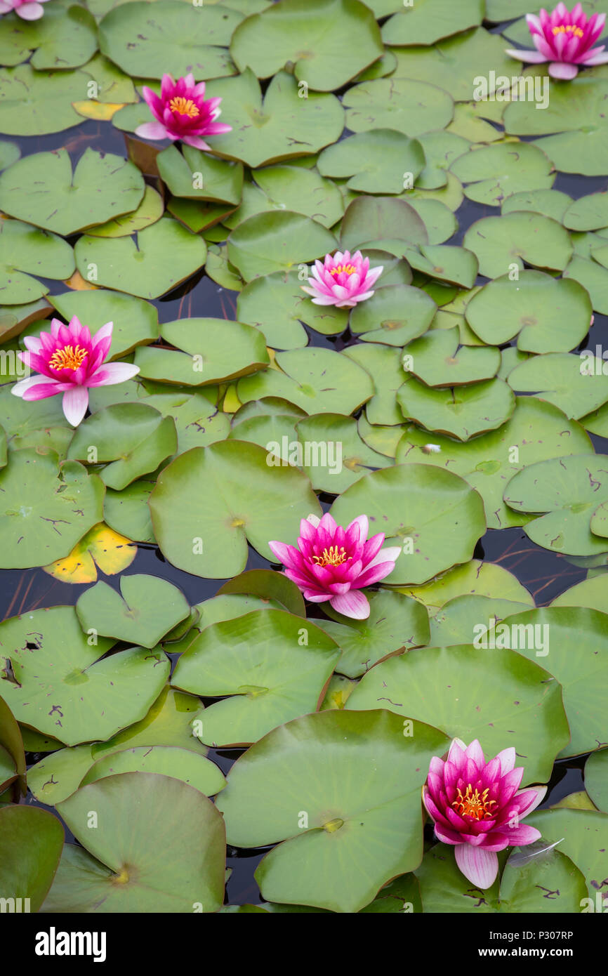 Pink yellow water lily Stock Photo - Alamy