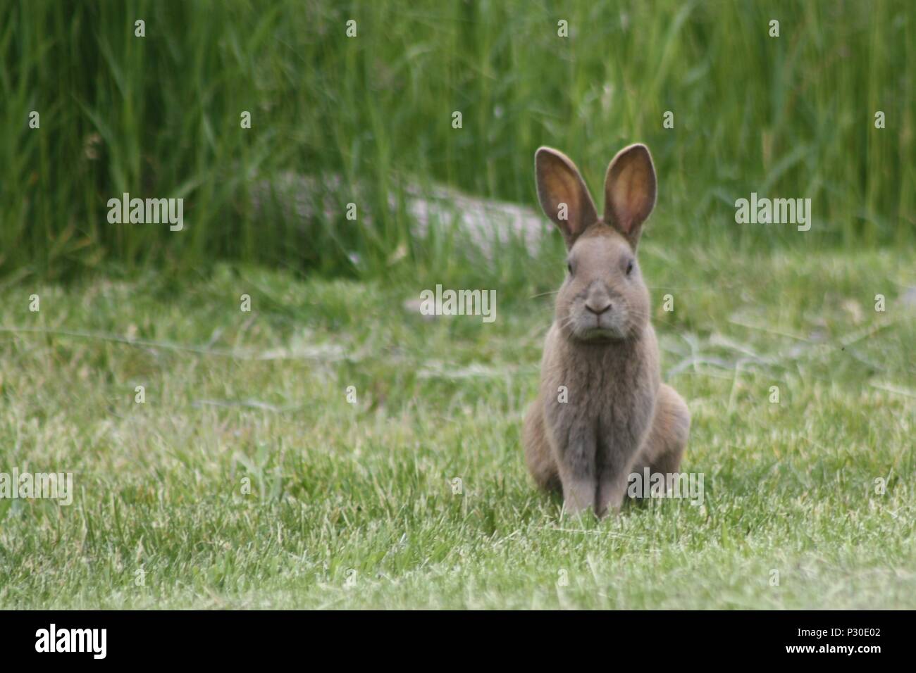 Baby rabbits mother hi-res stock photography and images - Alamy