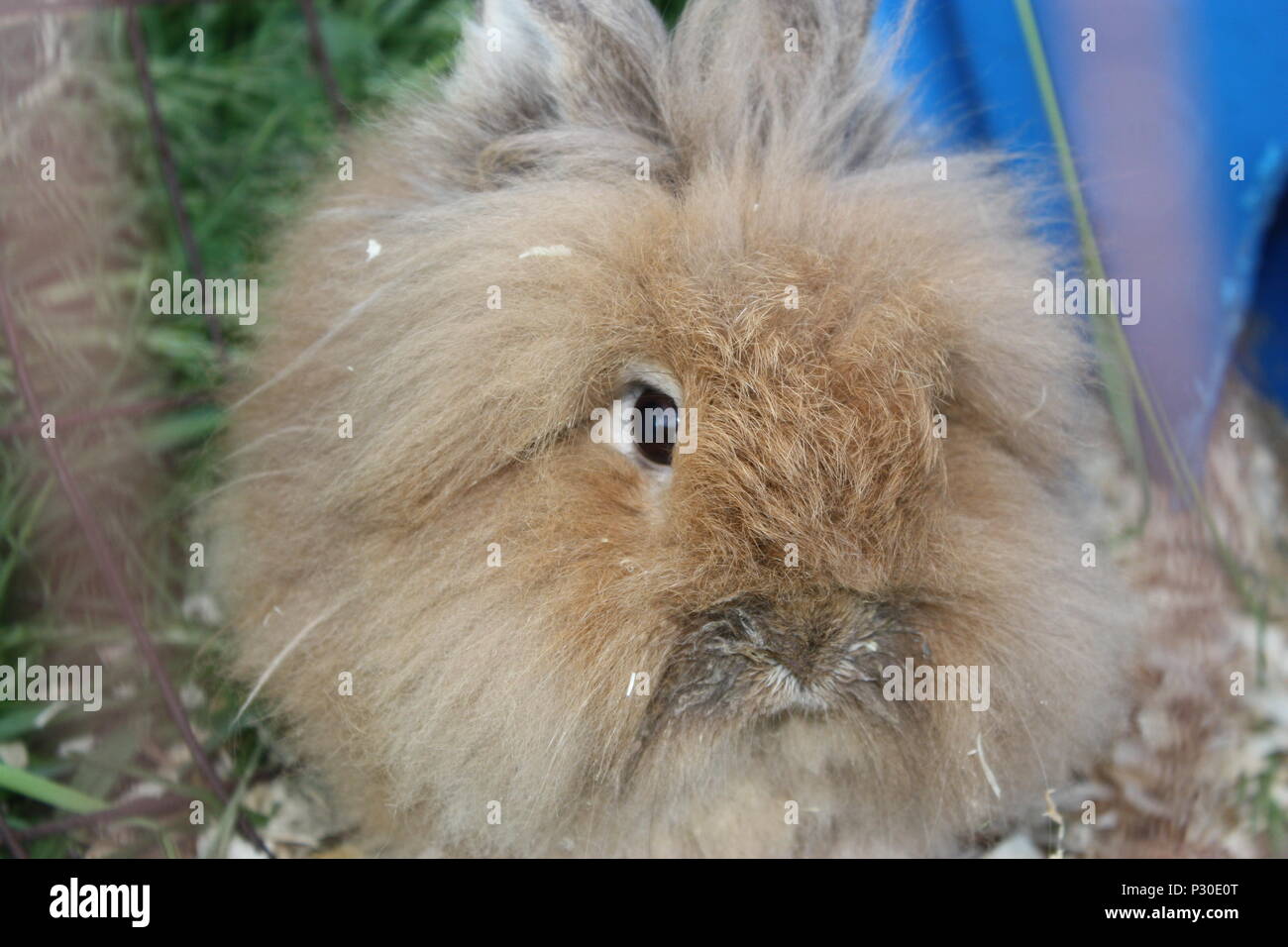 Baby rabbits mother hi-res stock photography and images - Alamy