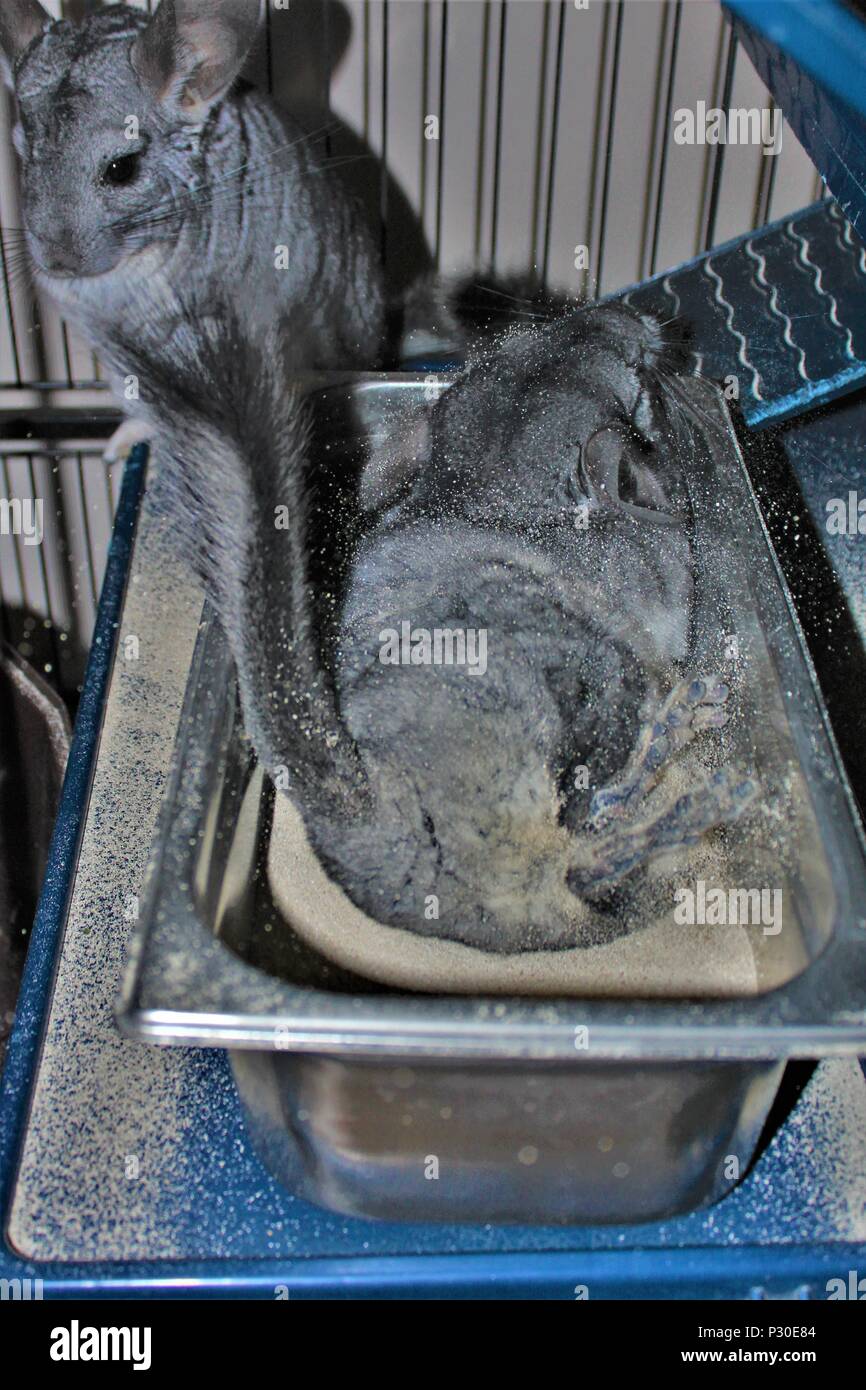 Chinchilla Baby Dust Bath