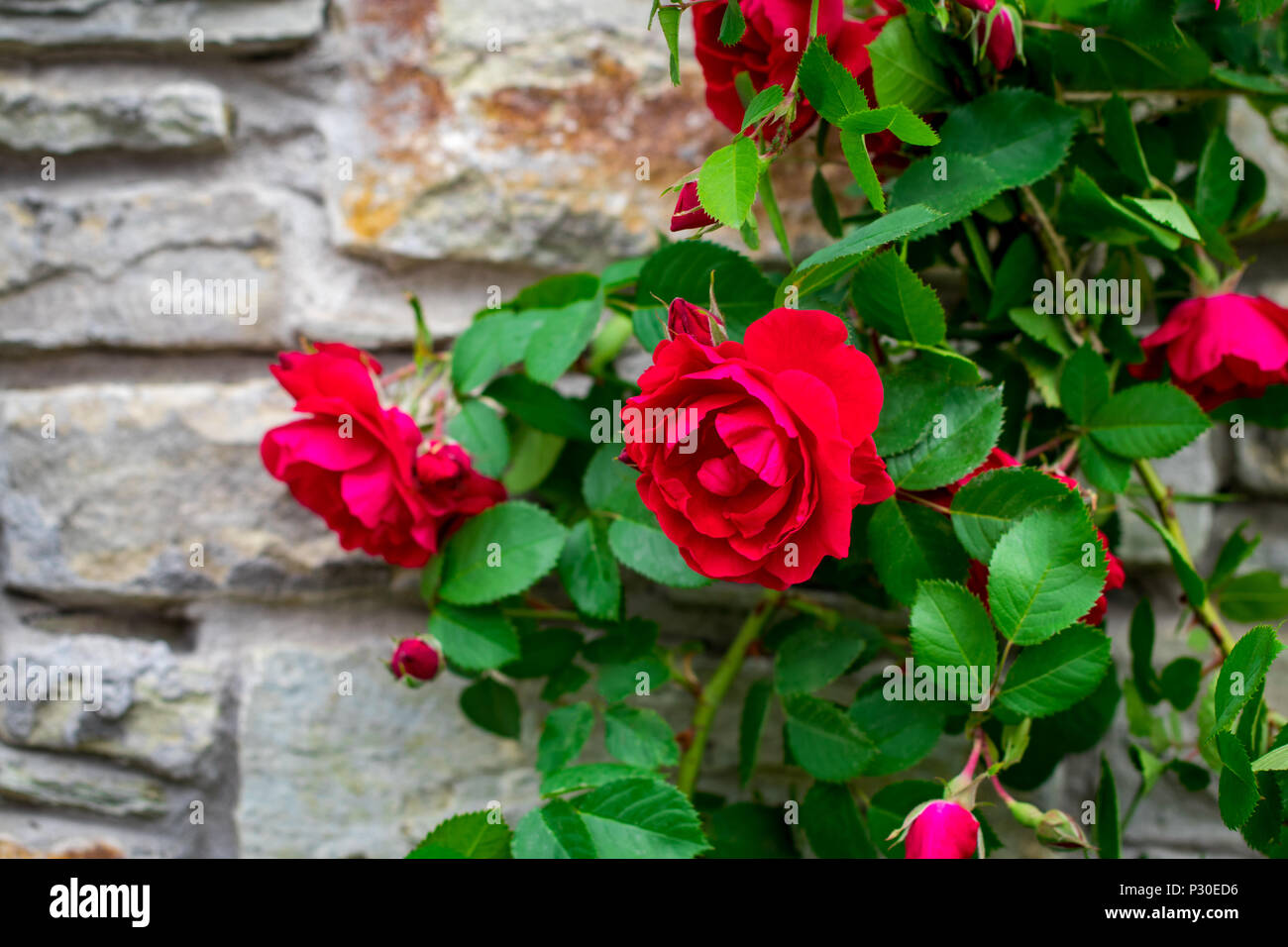 Beautiful rose bush old stone wall background with copy space Stock ...