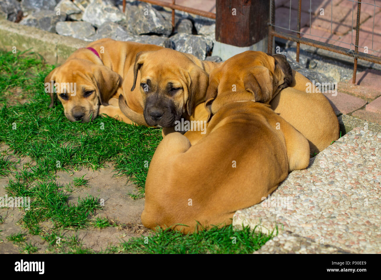 Boerboel Pitbull Cross