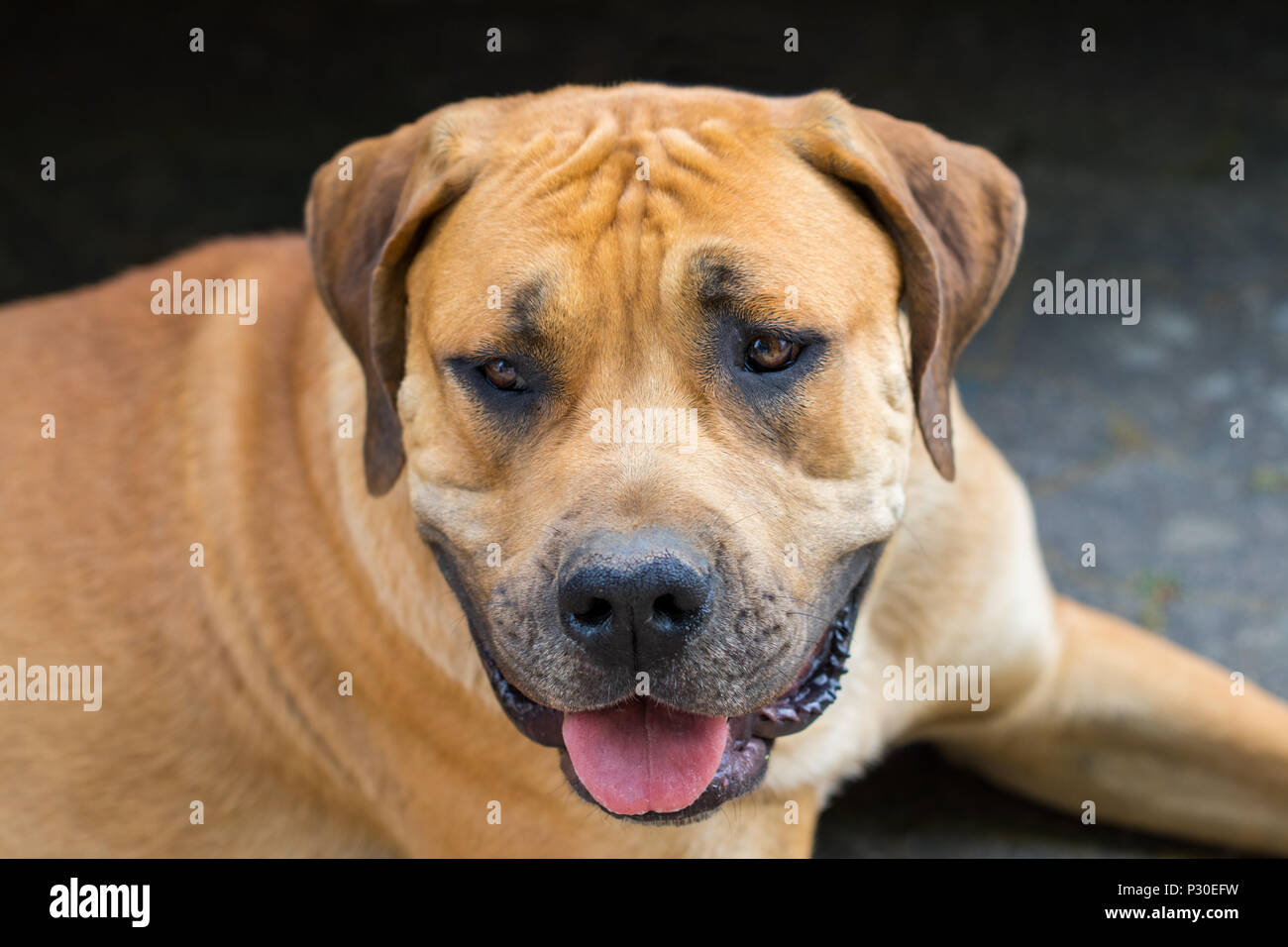 South african bulldog hi-res stock photography and images - Alamy