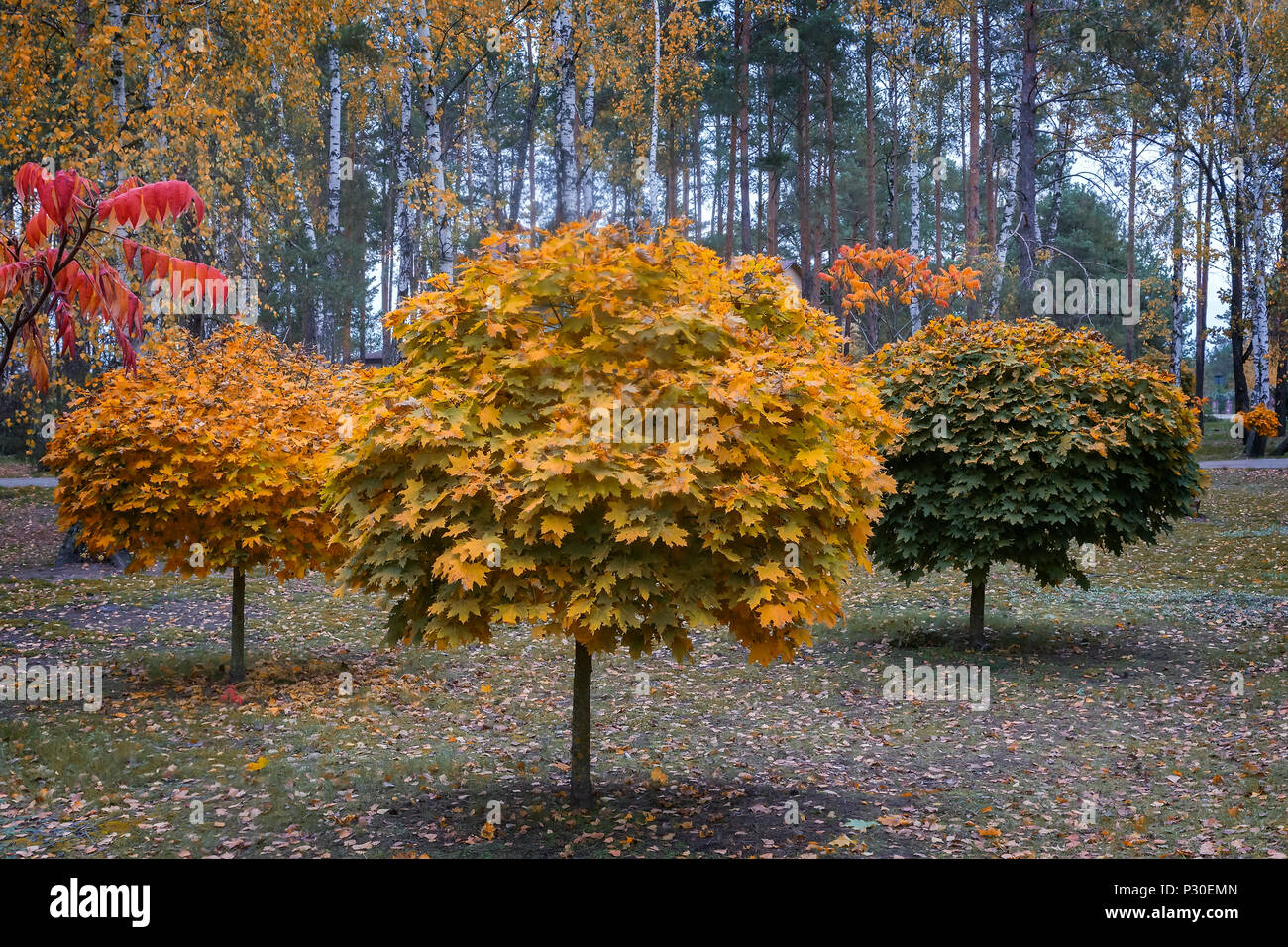 Tree with spherical crown hi-res stock photography and images - Alamy