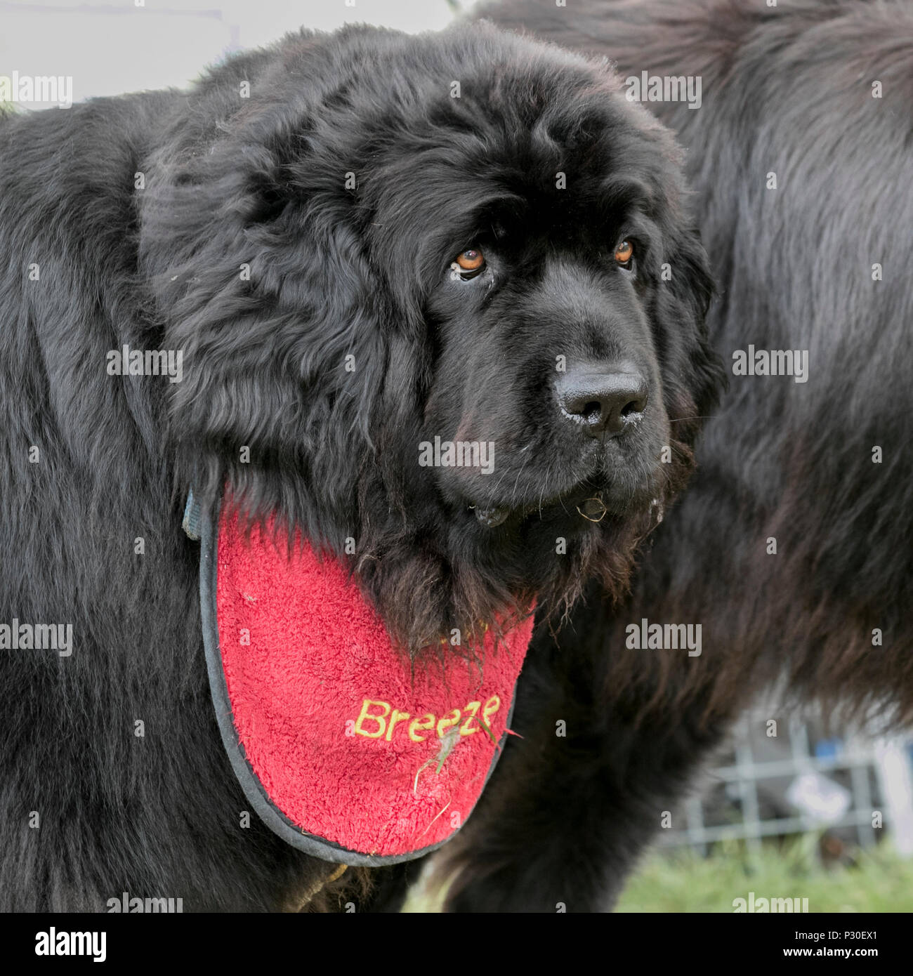 Newfoundland dog rescue hi-res stock photography and images - Alamy