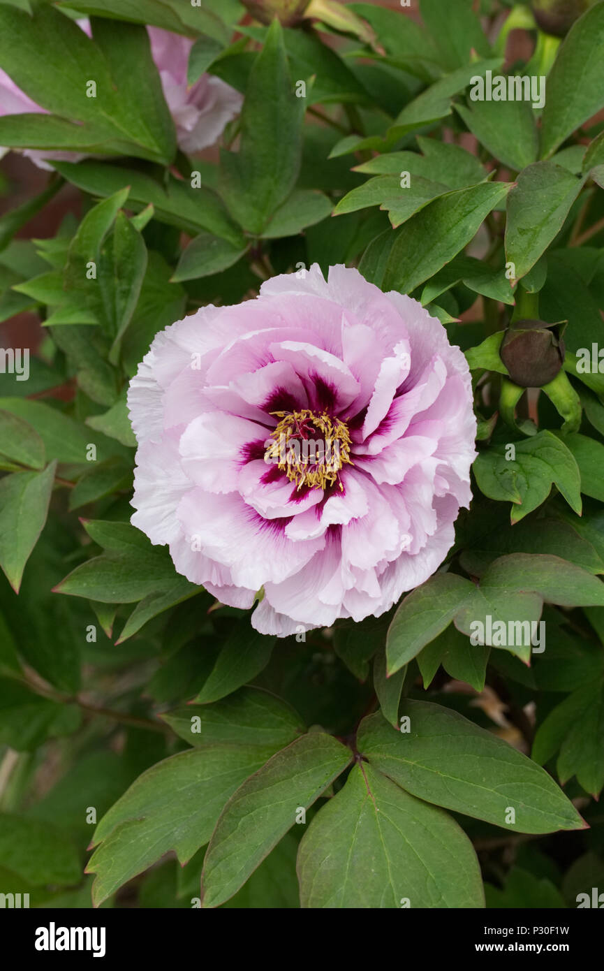 Tree peonies hi-res stock photography and images - Alamy