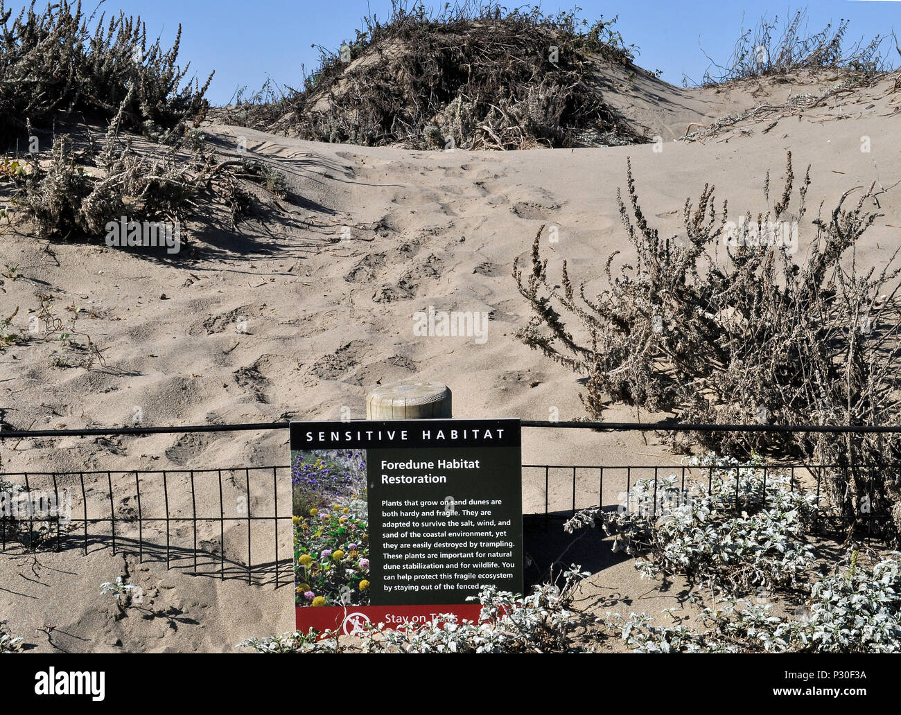Coastal dune restoration hi-res stock photography and images - Alamy