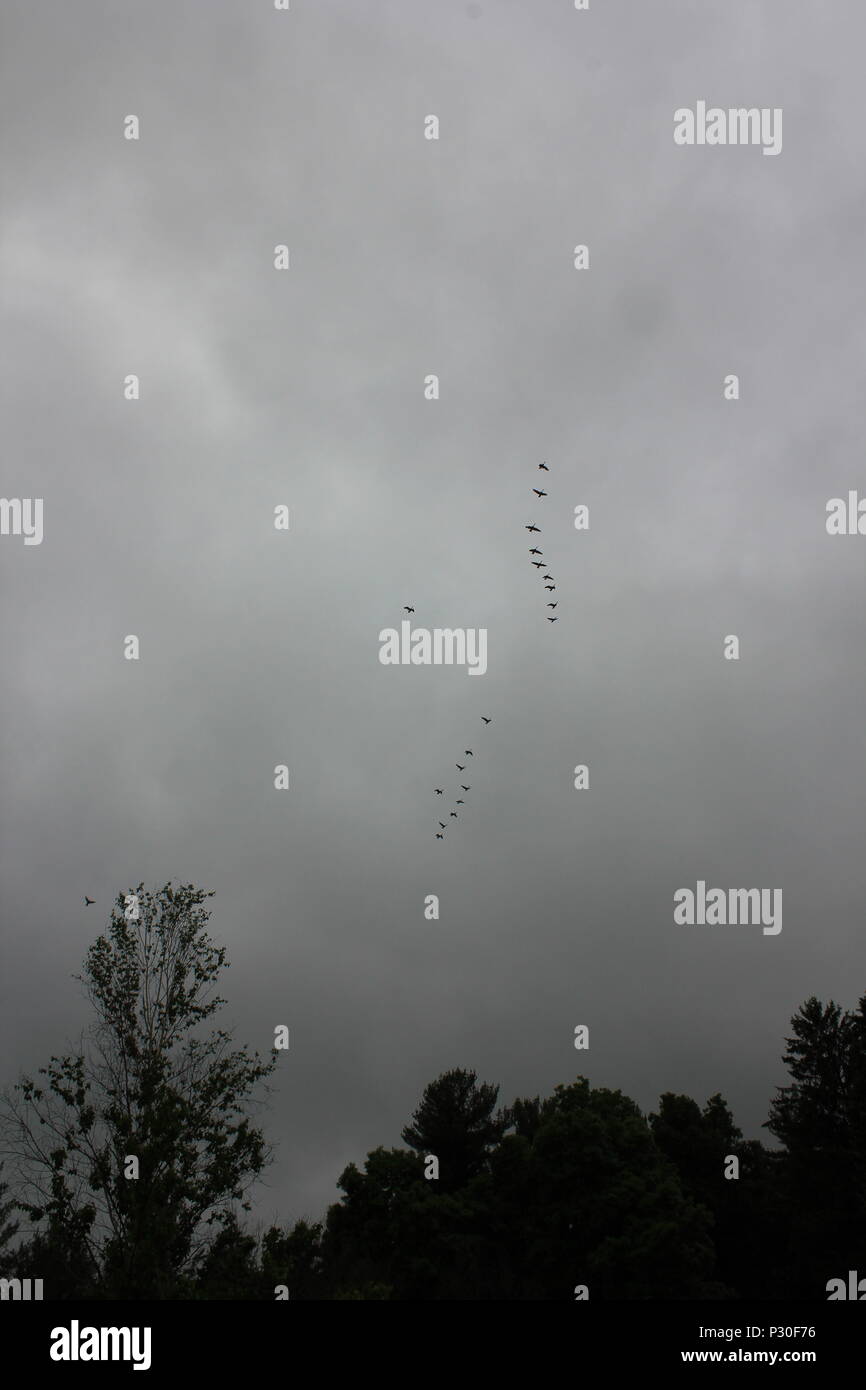 Line of flying birds escaping something with the dark cloudy sky Stock ...