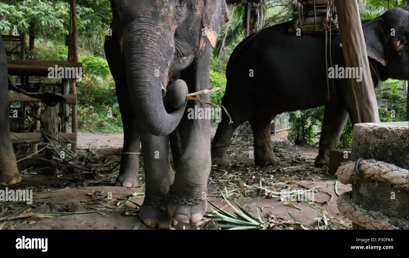 Asiatic elephant eating hay and dancing Stock Photo - Alamy