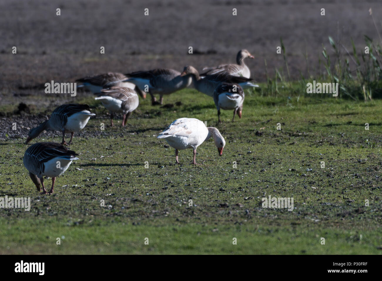 Leucistic geese hi-res stock photography and images - Alamy