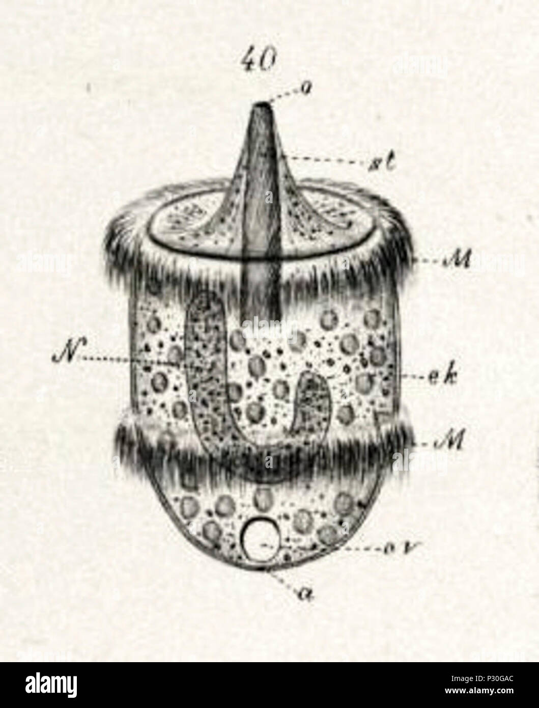 040 Didinium nasutum Stock Photo - Alamy