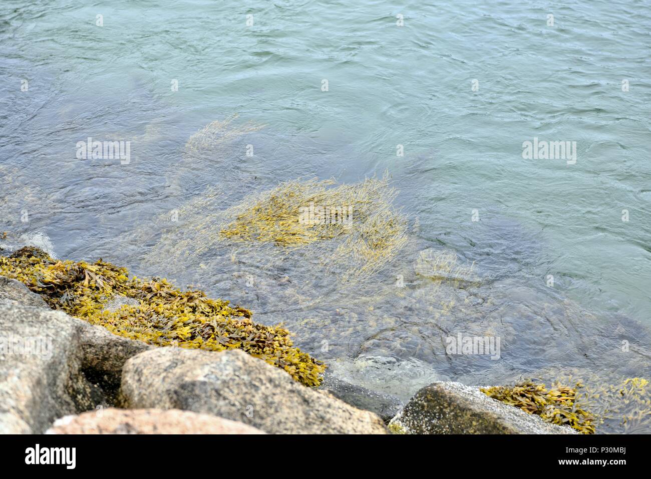 Moss growing on ocean rocks at the Cape Cod National Seashore ...